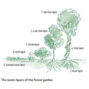 How to Design a Backyard Forest Garden – Mother Earth News